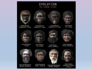 Unit 6: Prehistory - Human Evolution | PPTX