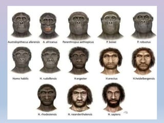 Evolution Of Humans With Names