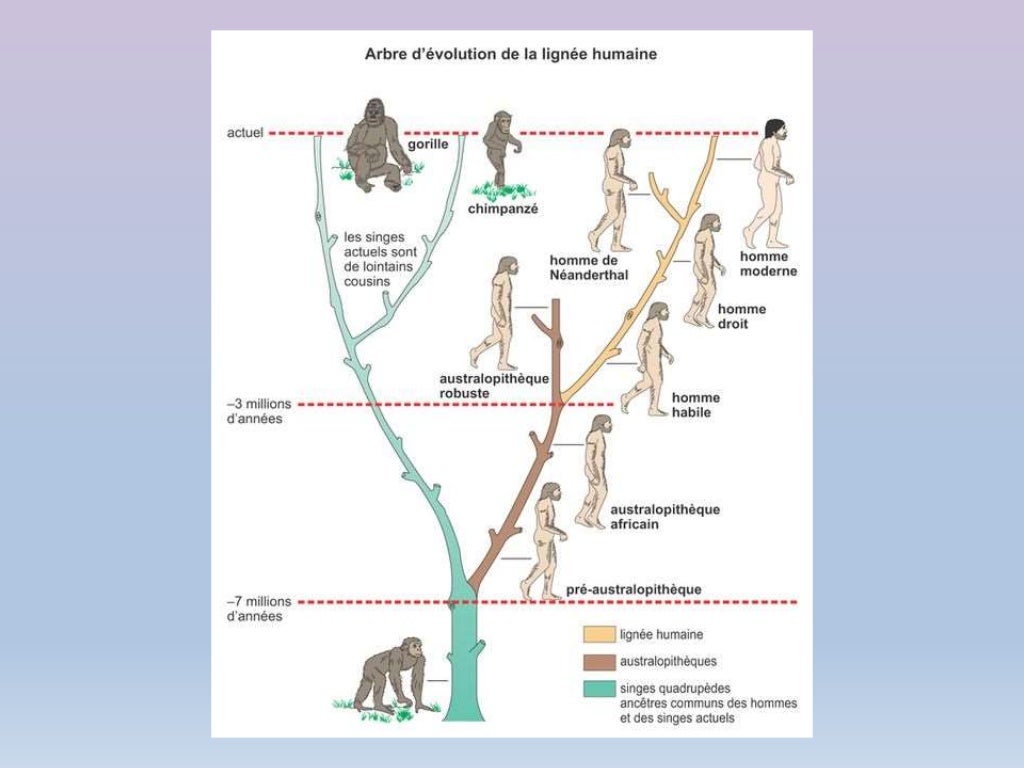 Simple Human Evolution Chart Prehistory Is Still