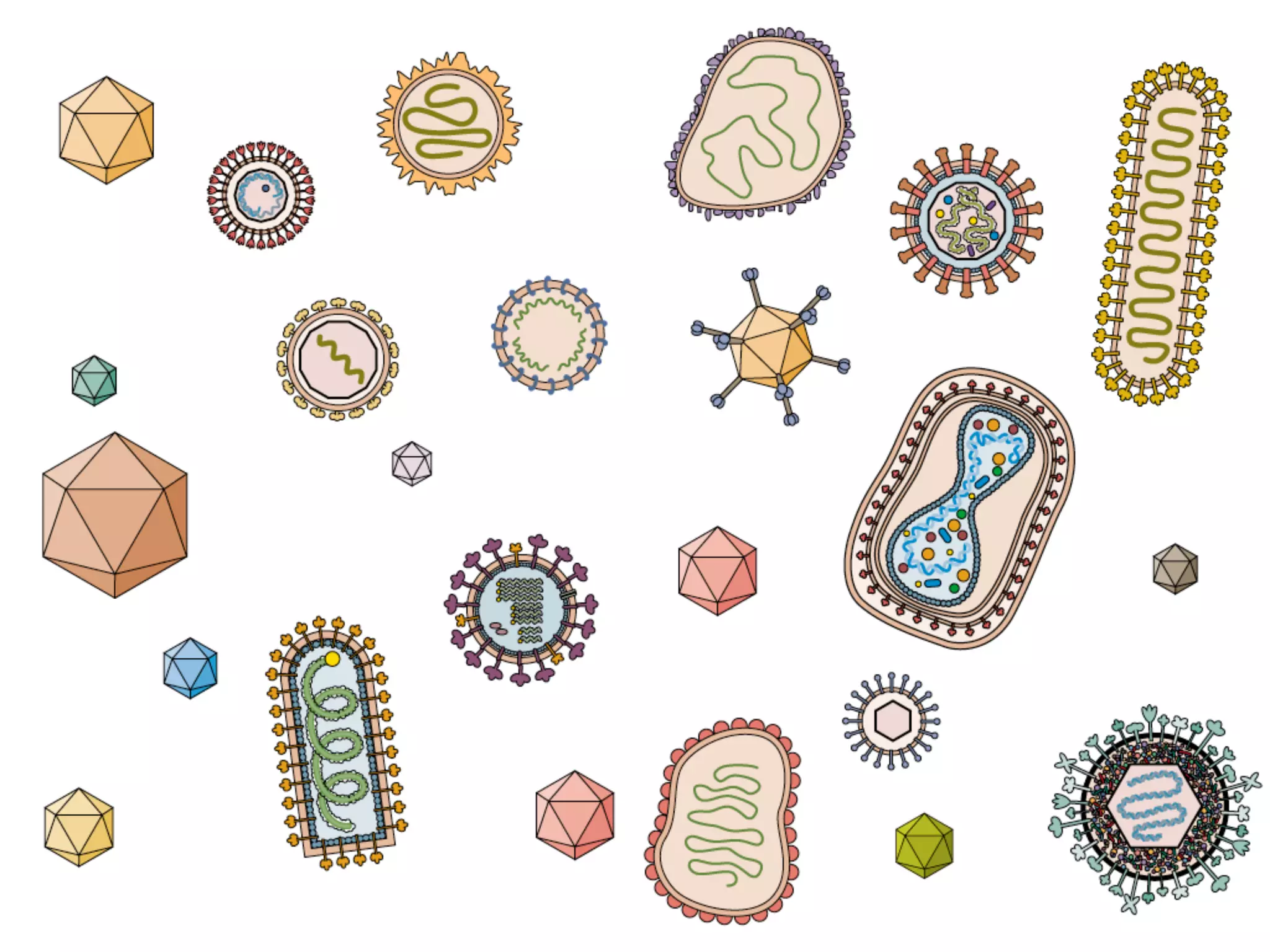 Virology lecture #1 - What is a virus? | KEY