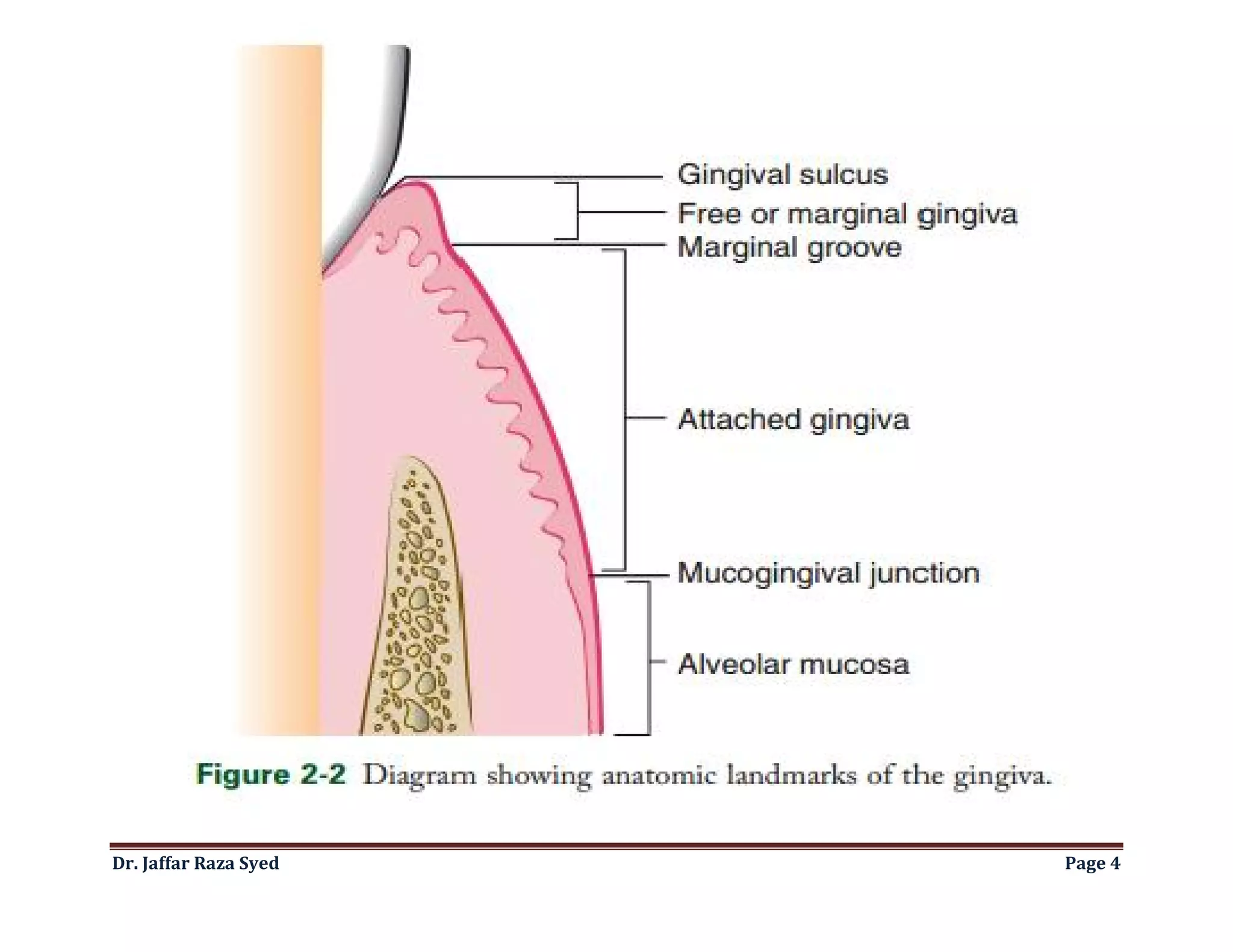 002.anatomy and development of structures of PDL | PPT