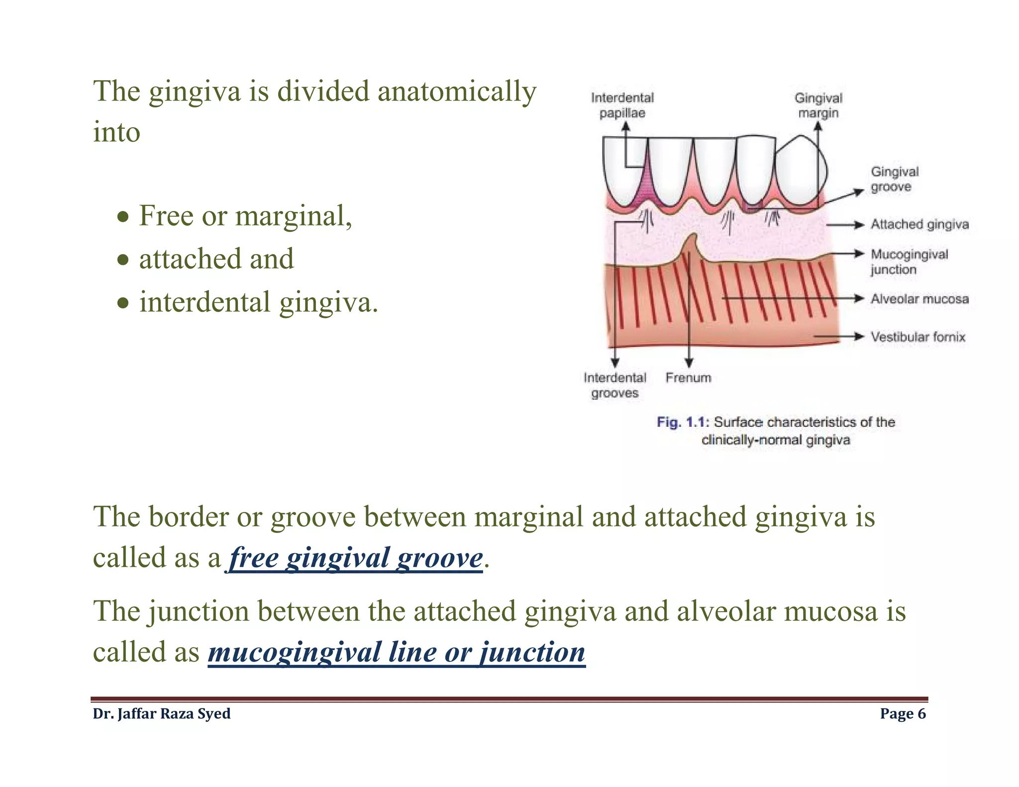 002.anatomy and development of structures of PDL | PPT