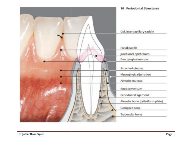 Anatomy Of The Periodontium 9: Periodontium | Pocket Dentistry
