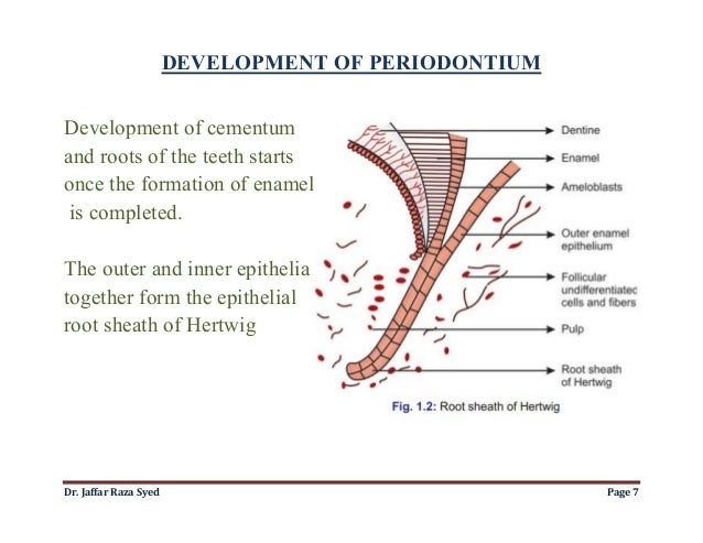 002.anatomy and development of structures of PDL