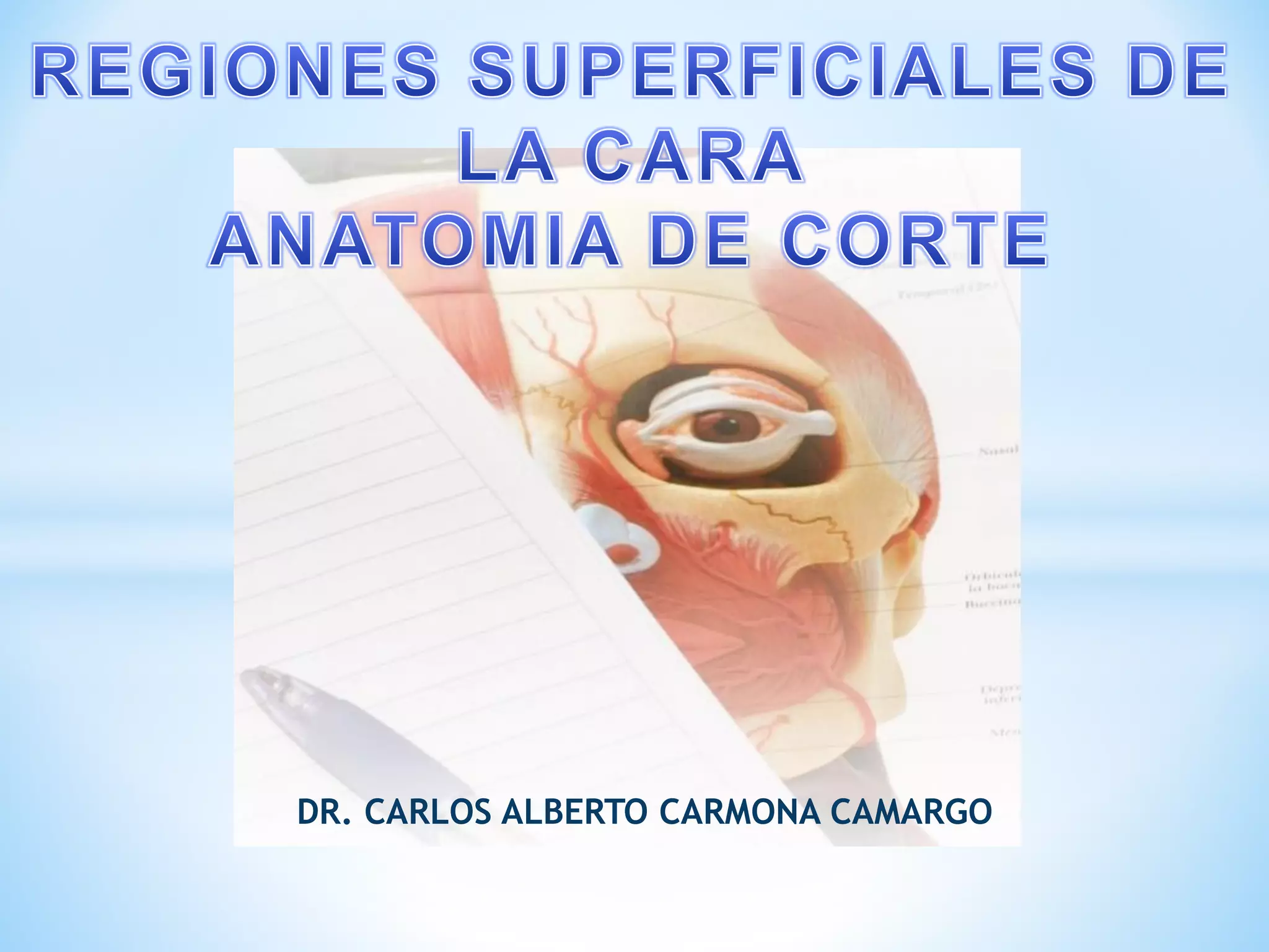 ANATOMIA DE CORTE - Regiones Superficiales de la Cara | PDF