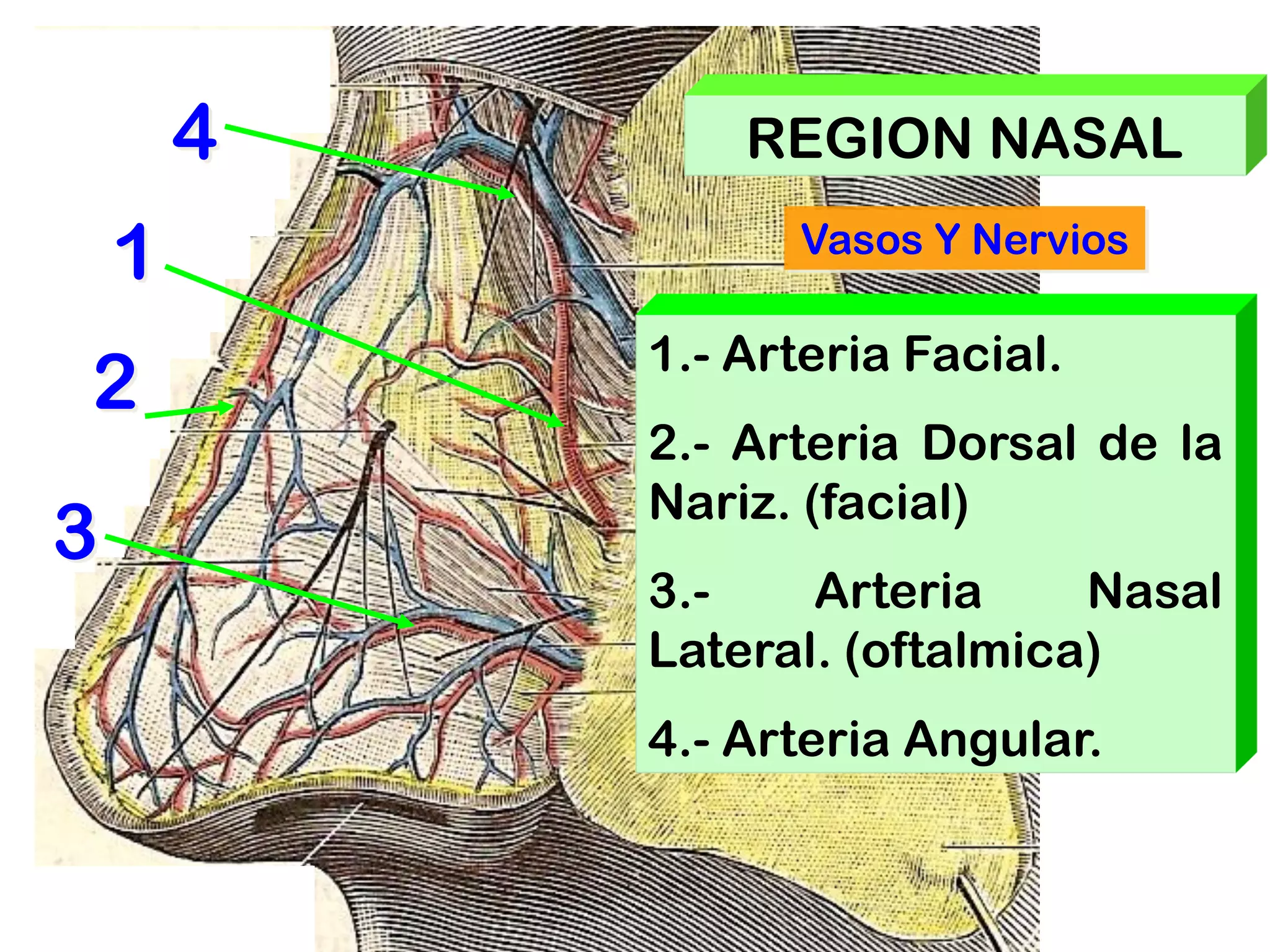 ANATOMIA DE CORTE - Regiones Superficiales de la Cara | PDF