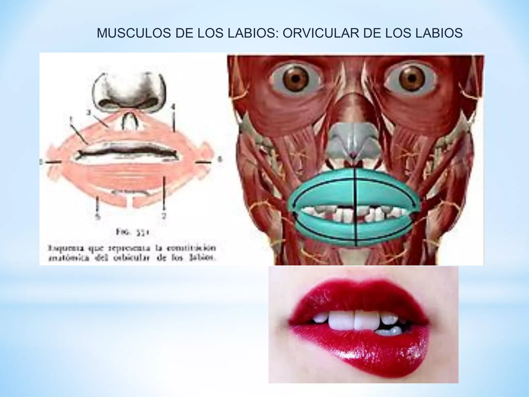 ANATOMIA DE CORTE - Regiones Superficiales de la Cara | PDF