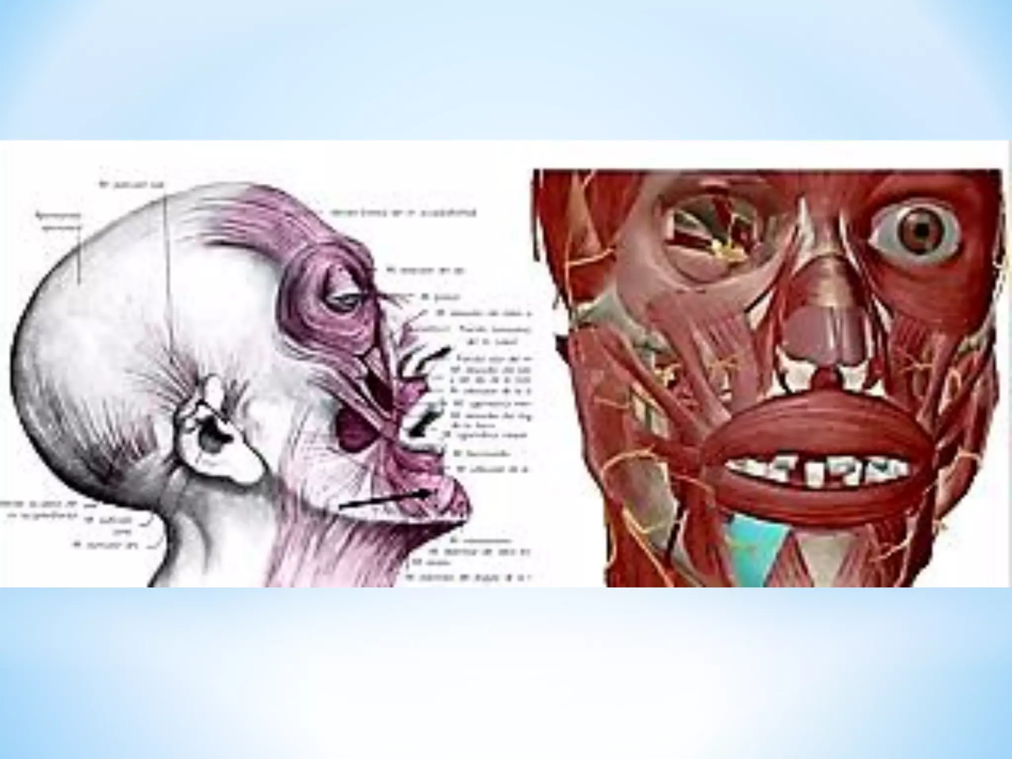 ANATOMIA DE CORTE - Regiones Superficiales de la Cara | PDF