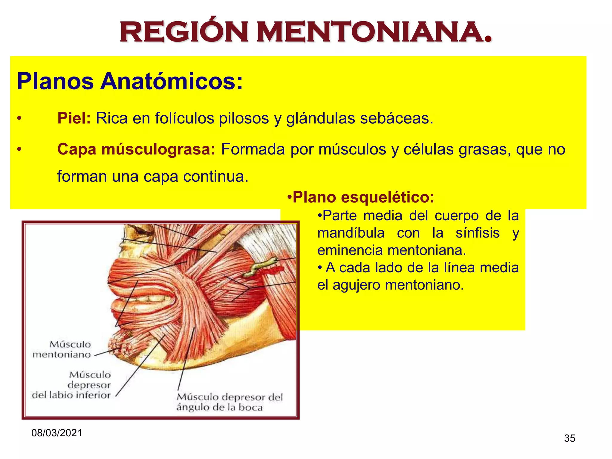 ANATOMIA DE CORTE - Regiones Superficiales de la Cara | PDF