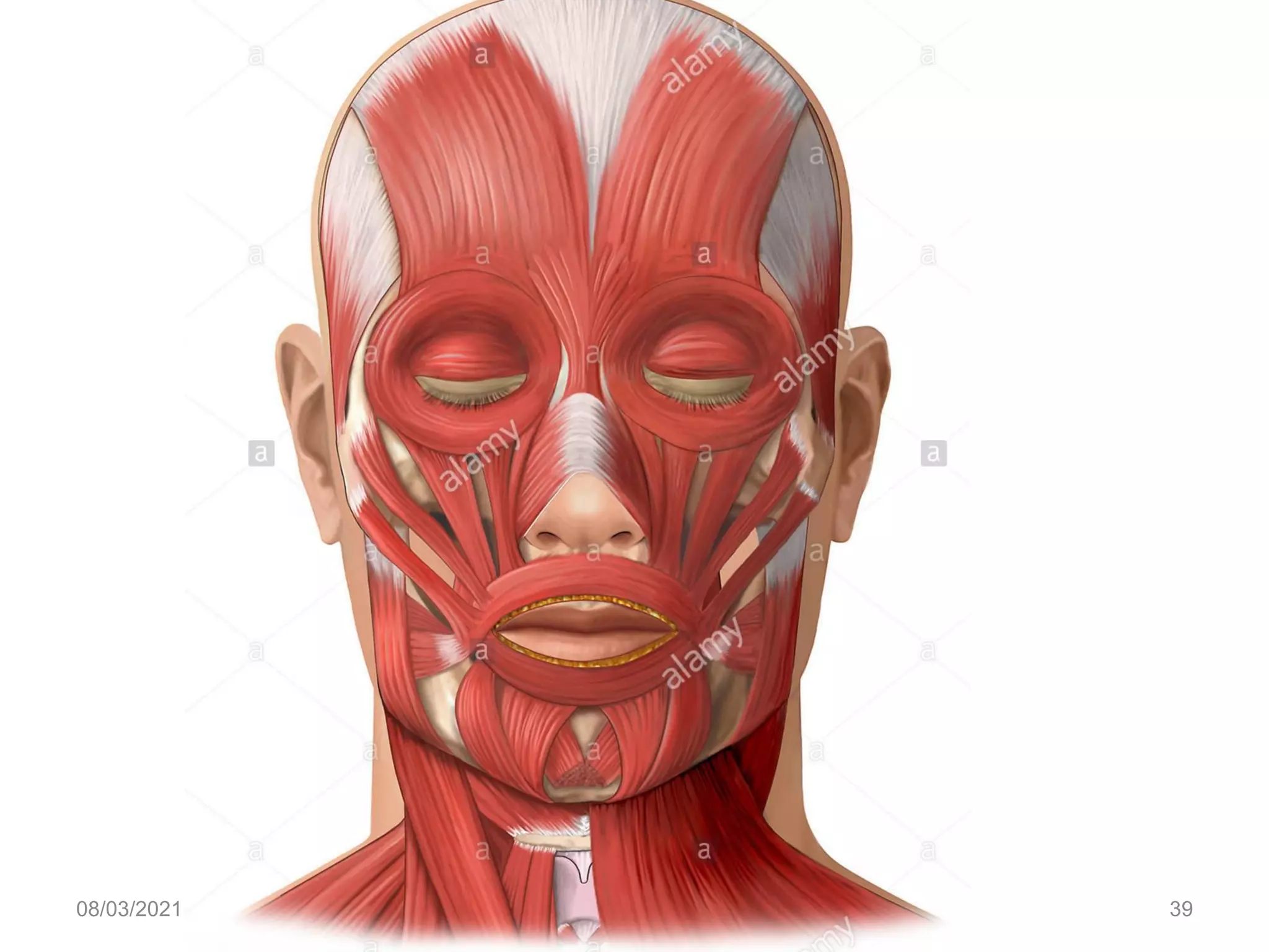 ANATOMIA DE CORTE - Regiones Superficiales de la Cara | PDF