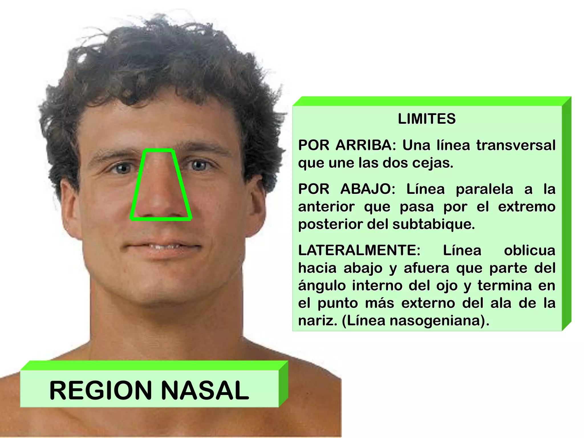 ANATOMIA DE CORTE - Regiones Superficiales de la Cara | PDF