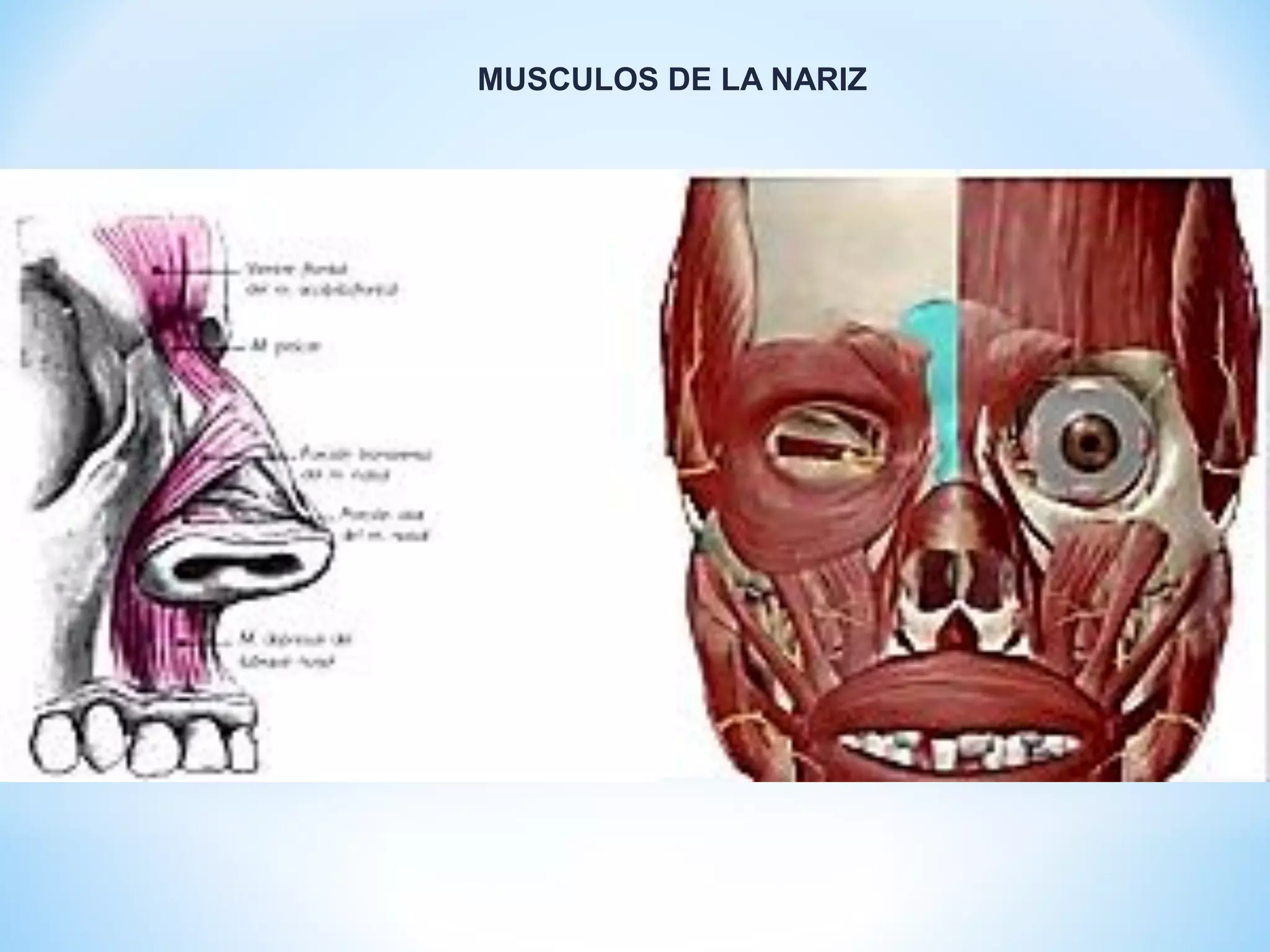 ANATOMIA DE CORTE - Regiones Superficiales de la Cara | PDF