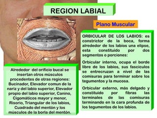 ANATOMIA DE CORTE - Regiones Superficiales de la Cara | PDF