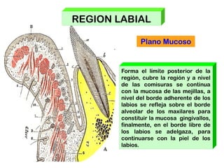ANATOMIA DE CORTE - Regiones Superficiales de la Cara | PDF