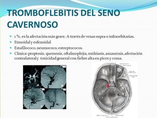 ANATOMIA DE CORTE - Regiones Superficiales de la Cara | PDF