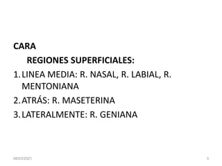 ANATOMIA DE CORTE - Regiones Superficiales de la Cara | PDF
