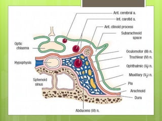 ANATOMIA DE CORTE - Regiones Superficiales de la Cara | PDF