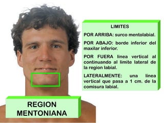 ANATOMIA DE CORTE - Regiones Superficiales de la Cara | PDF