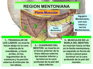ANATOMIA DE CORTE - Regiones Superficiales de la Cara | PDF