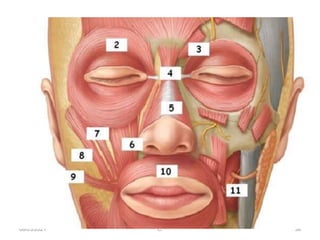 ANATOMIA DE CORTE - Regiones Superficiales de la Cara | PDF