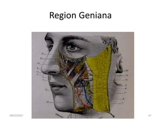 ANATOMIA DE CORTE - Regiones Superficiales de la Cara | PDF