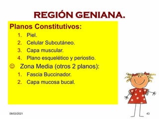 ANATOMIA DE CORTE - Regiones Superficiales de la Cara | PDF