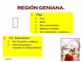 ANATOMIA DE CORTE - Regiones Superficiales de la Cara | PDF