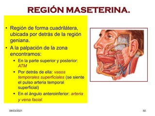 ANATOMIA DE CORTE - Regiones Superficiales de la Cara | PDF