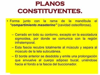 ANATOMIA DE CORTE - Regiones Superficiales de la Cara | PDF