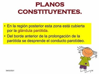 ANATOMIA DE CORTE - Regiones Superficiales de la Cara | PDF
