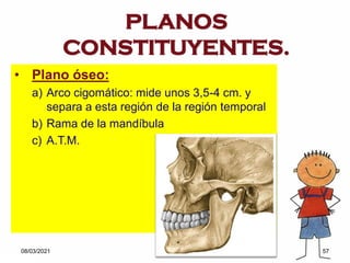 ANATOMIA DE CORTE - Regiones Superficiales de la Cara | PDF
