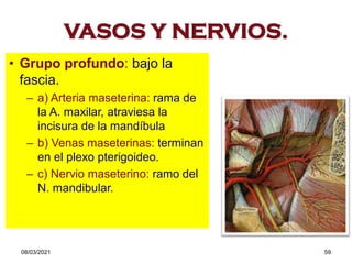 ANATOMIA DE CORTE - Regiones Superficiales de la Cara | PDF