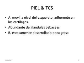 ANATOMIA DE CORTE - Regiones Superficiales de la Cara | PDF
