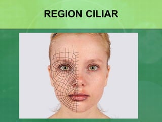 ANATOMIA - Regiones del Craneo | PDF