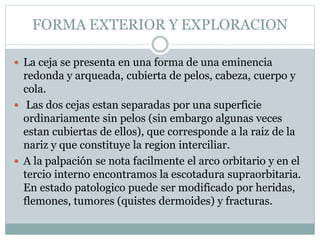 ANATOMIA - Regiones del Craneo | PDF