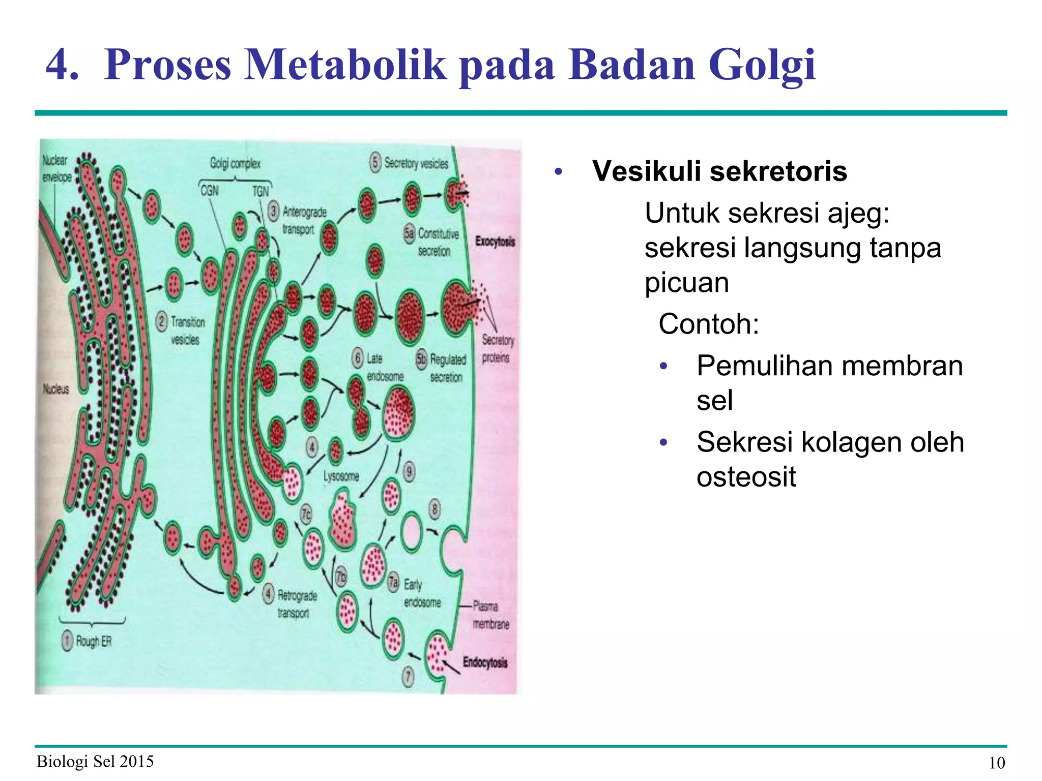 002516230215Biosel-15-5-Badan Golgi.ppt
