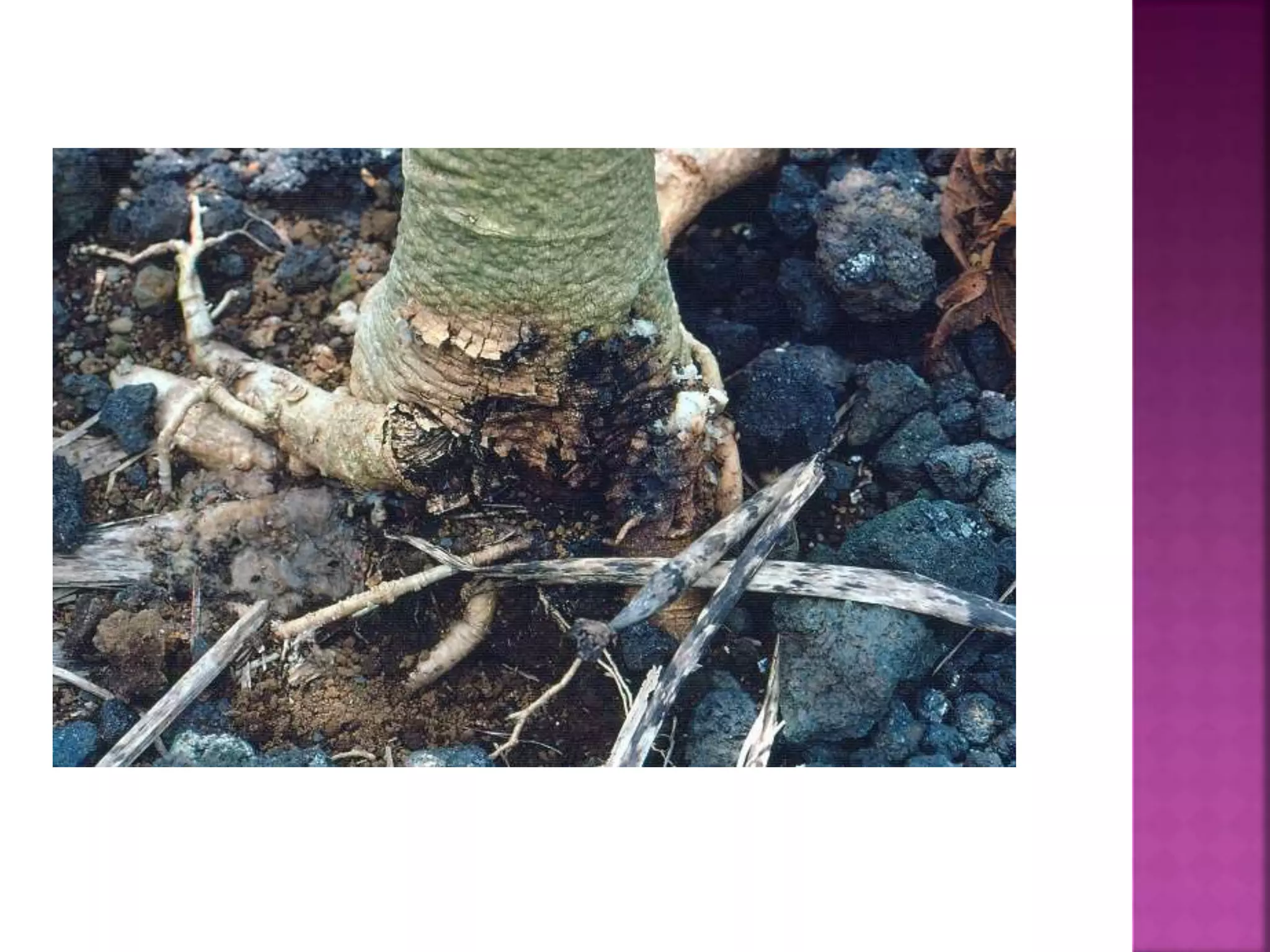 Damping off, collar rot/gummosis of citrus and Papaya and root rot of ...