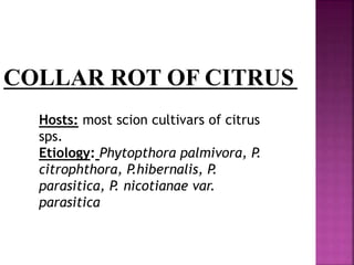 Damping off, collar rot/gummosis of citrus and Papaya and root rot of ...