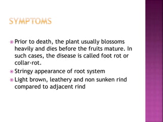 Damping off, collar rot/gummosis of citrus and Papaya and root rot of ...