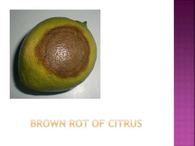 Damping off, collar rot/gummosis of citrus and Papaya and root rot of ...