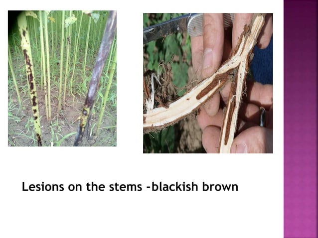 Damping off, collar rot/gummosis of citrus and Papaya and root rot of jute