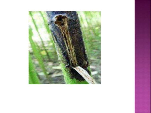 Damping off, collar rot/gummosis of citrus and Papaya and root rot of jute