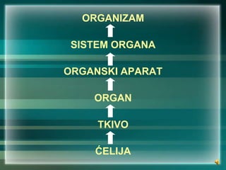 Histologija | PPT