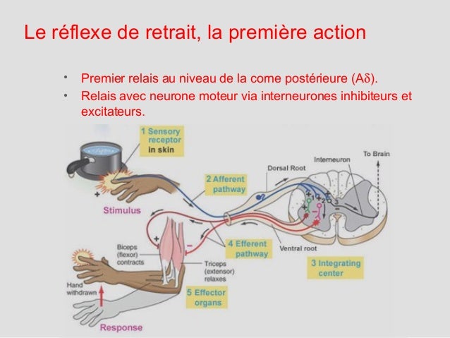 IRDC 2016, Neurophysiologie de la douleur