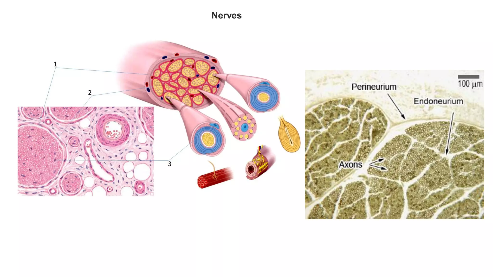 002_Nerve tissue and nerve system.pdf | Brain and Nervous System ...
