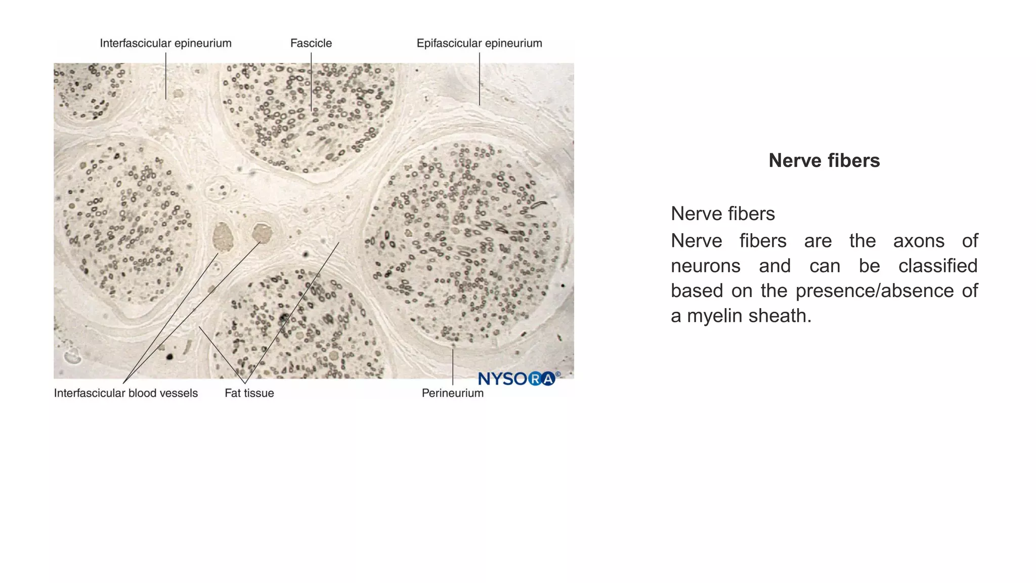 002_Nerve tissue and nerve system.pdf | Brain and Nervous System ...