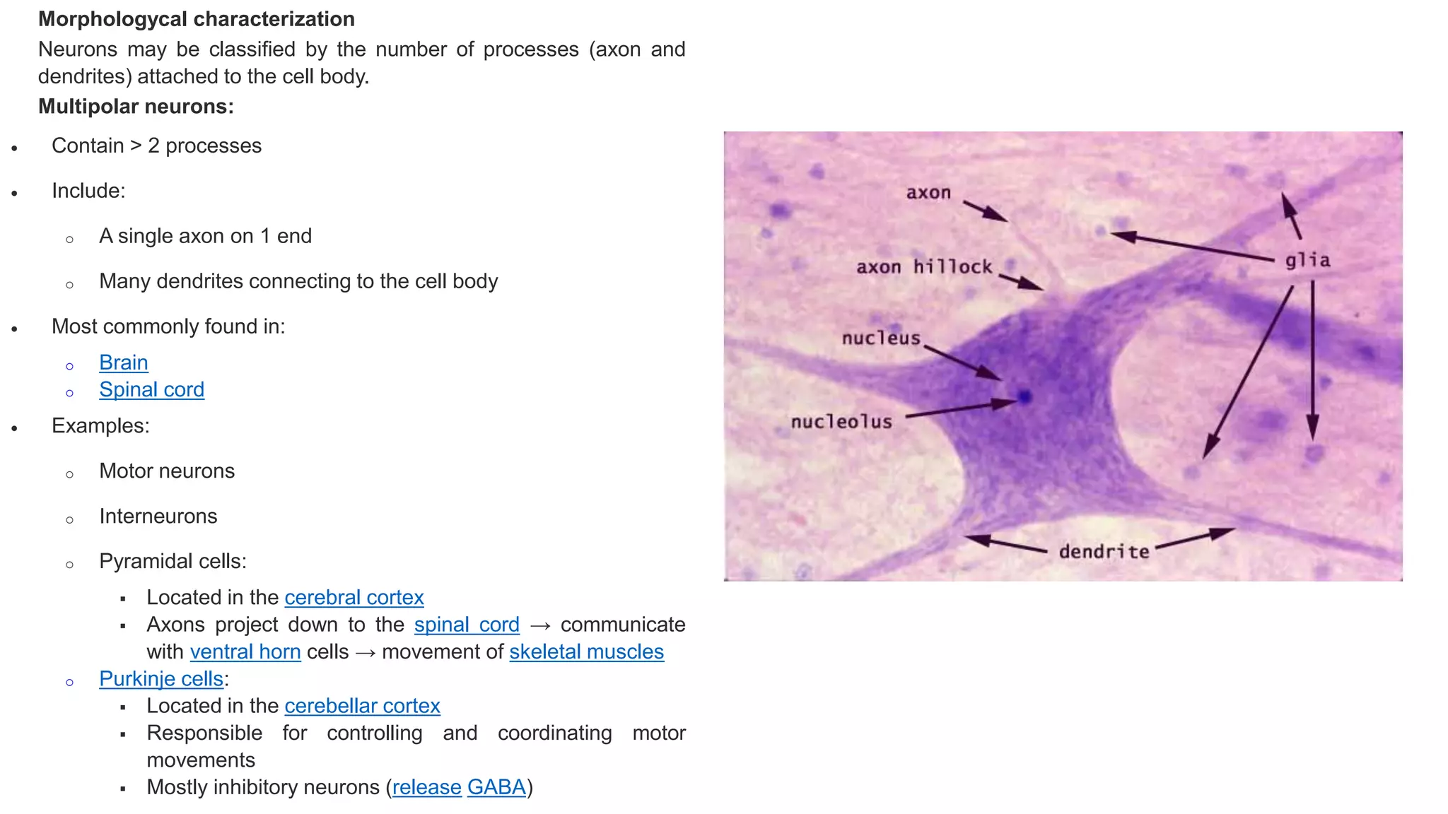 002_Nerve tissue and nerve system.pdf