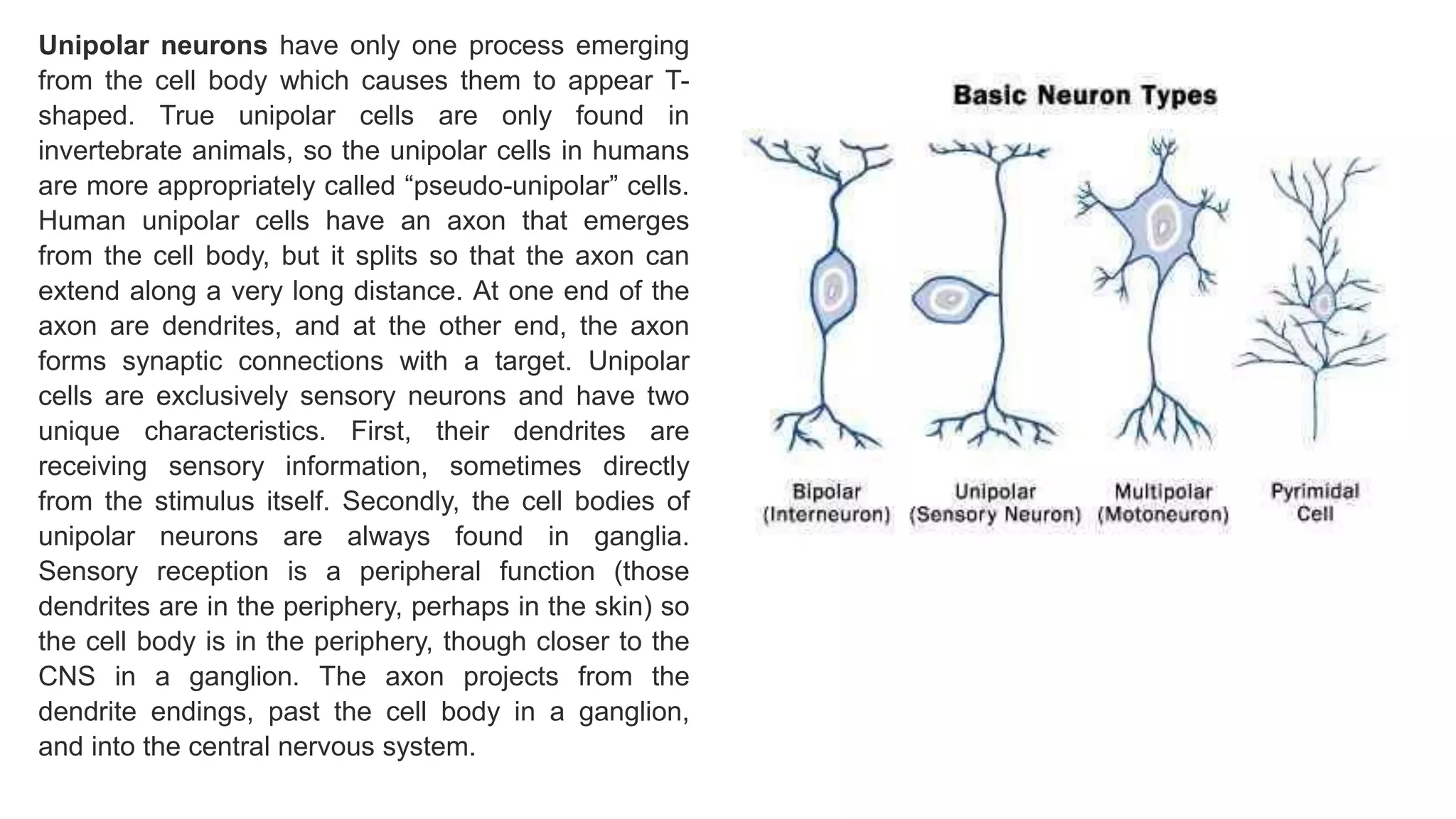 002_Nerve tissue and nerve system.pdf