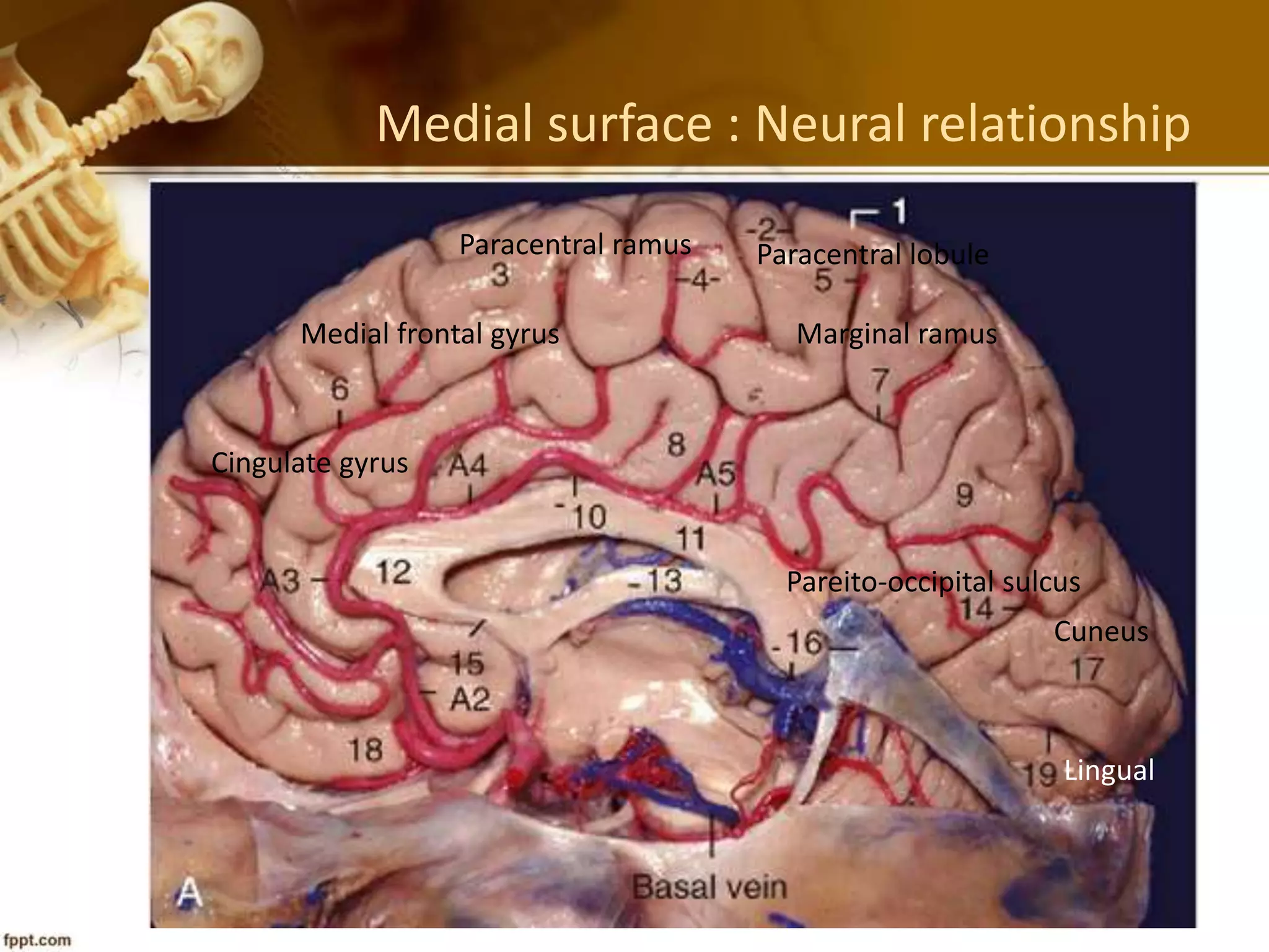 002 Surgical anatomy of the brain | PPTX