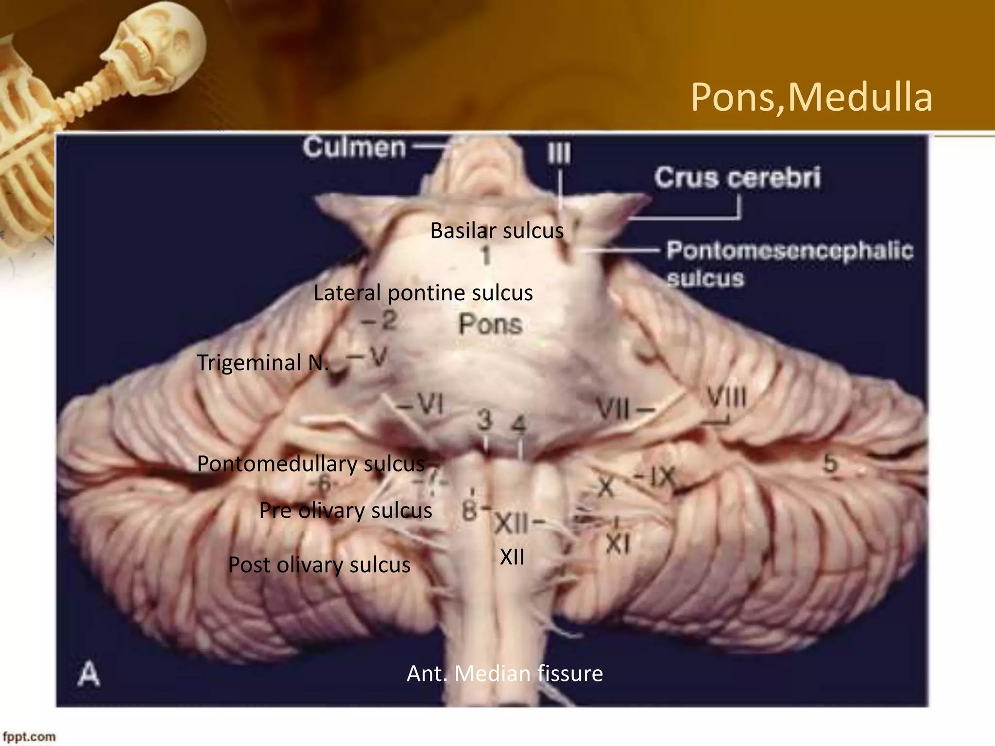 002 Surgical anatomy of the brain | PPTX